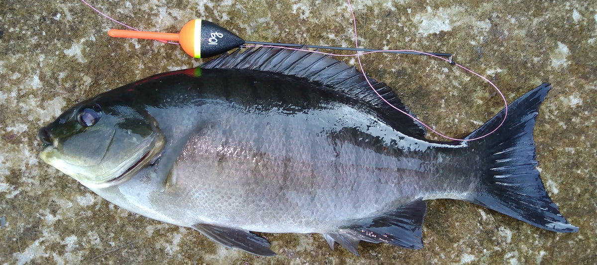 RM912 Blackfish float 10gram – Luderick.com.au